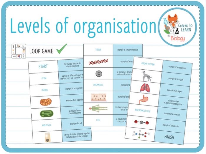 Cells, tissues, organs: levels of organisation - Loop Game (KS3/4 ...