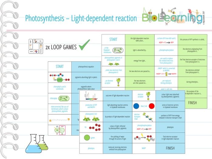 Photosynthesis: Light-dependent reaction - 2x Loop Games (KS5 ...
