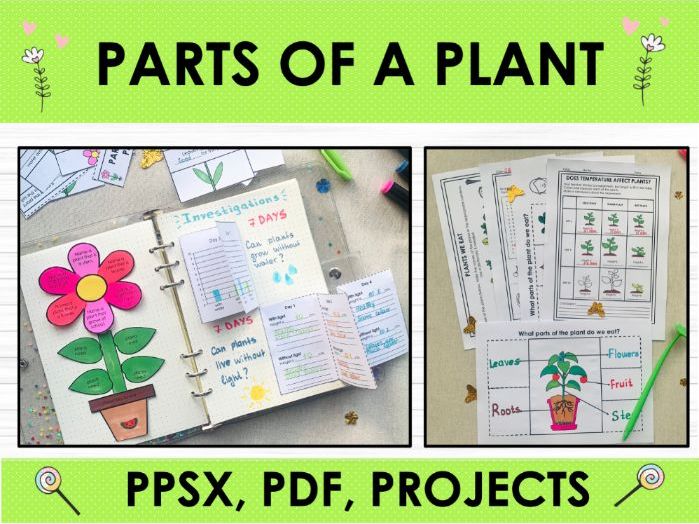 Parts Of A Plant Science Elementary Teaching Resources Parts Of A Plant Science Elementary Teaching Resources