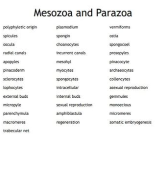 "The Mesozoa and Parazoa" Bingo for a Zoology Course | Teaching Resources