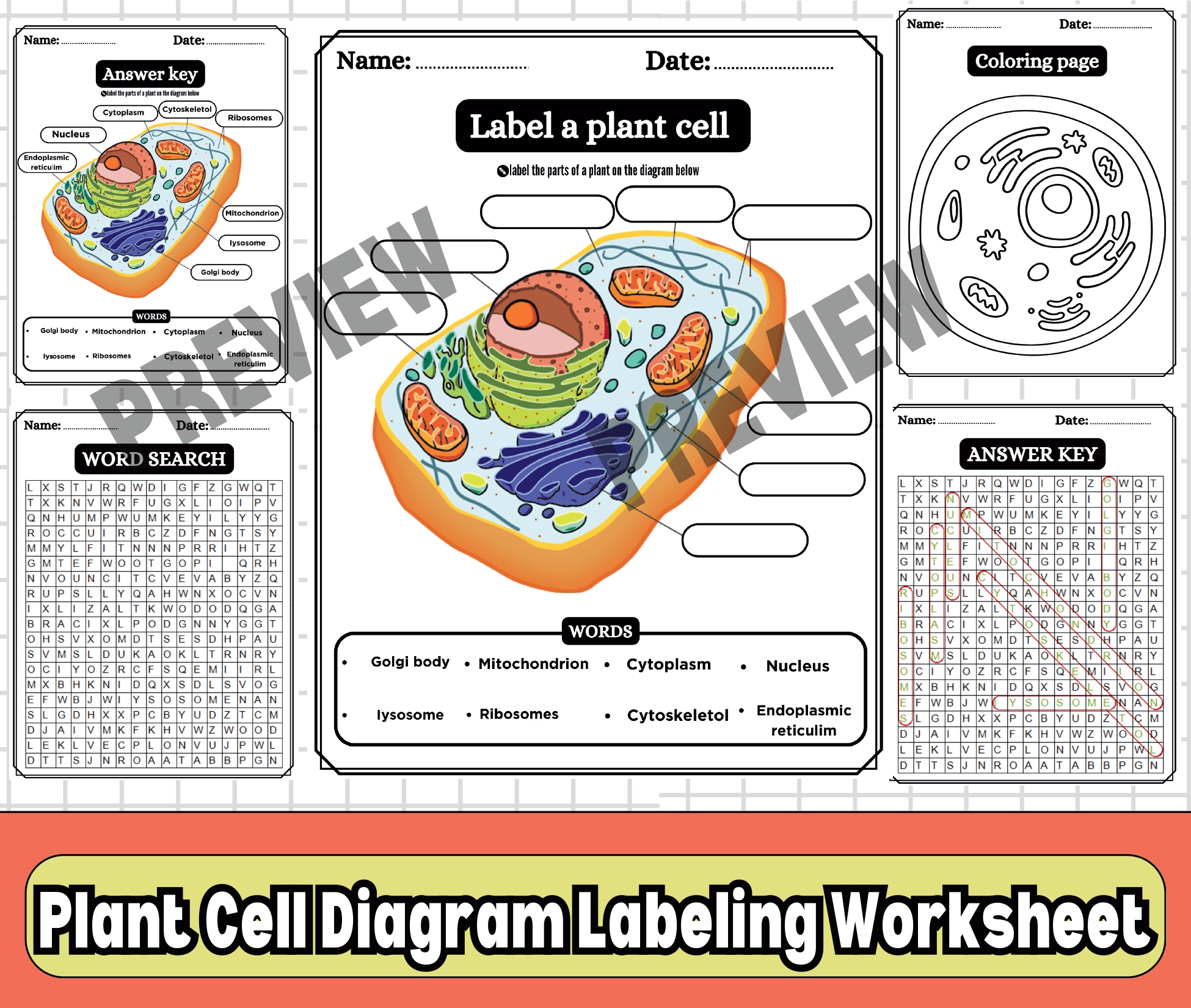Plant Cell Diagram Labeled-Plant Cell Anatomy,Worksheets,Wordsearch ...