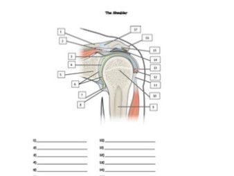 Anatomy of the Shoulder Review Bundle for Anatomy or Physiology ...