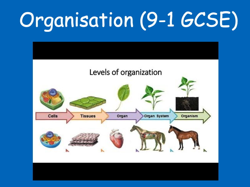 AQA GCSE (9-1) Biology Organisation (ALIGNED TO SPEC) | Teaching Resources