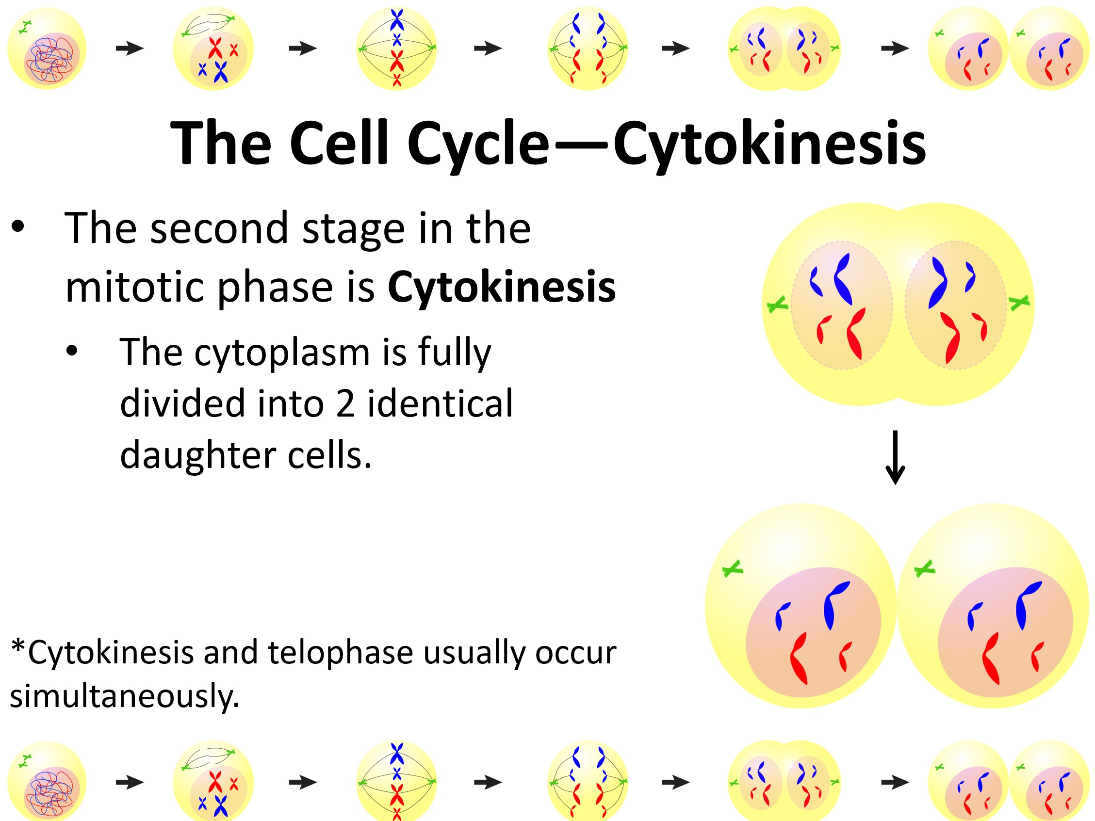 Mitosis Slideshow | Teaching Resources