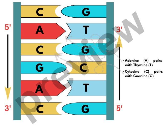 Structure of DNA poster ks3 - Nucleotides, Base Pairs, DNA Studies ...