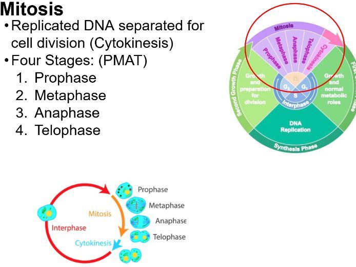 Cell Cycle and Mitosis | Teaching Resources