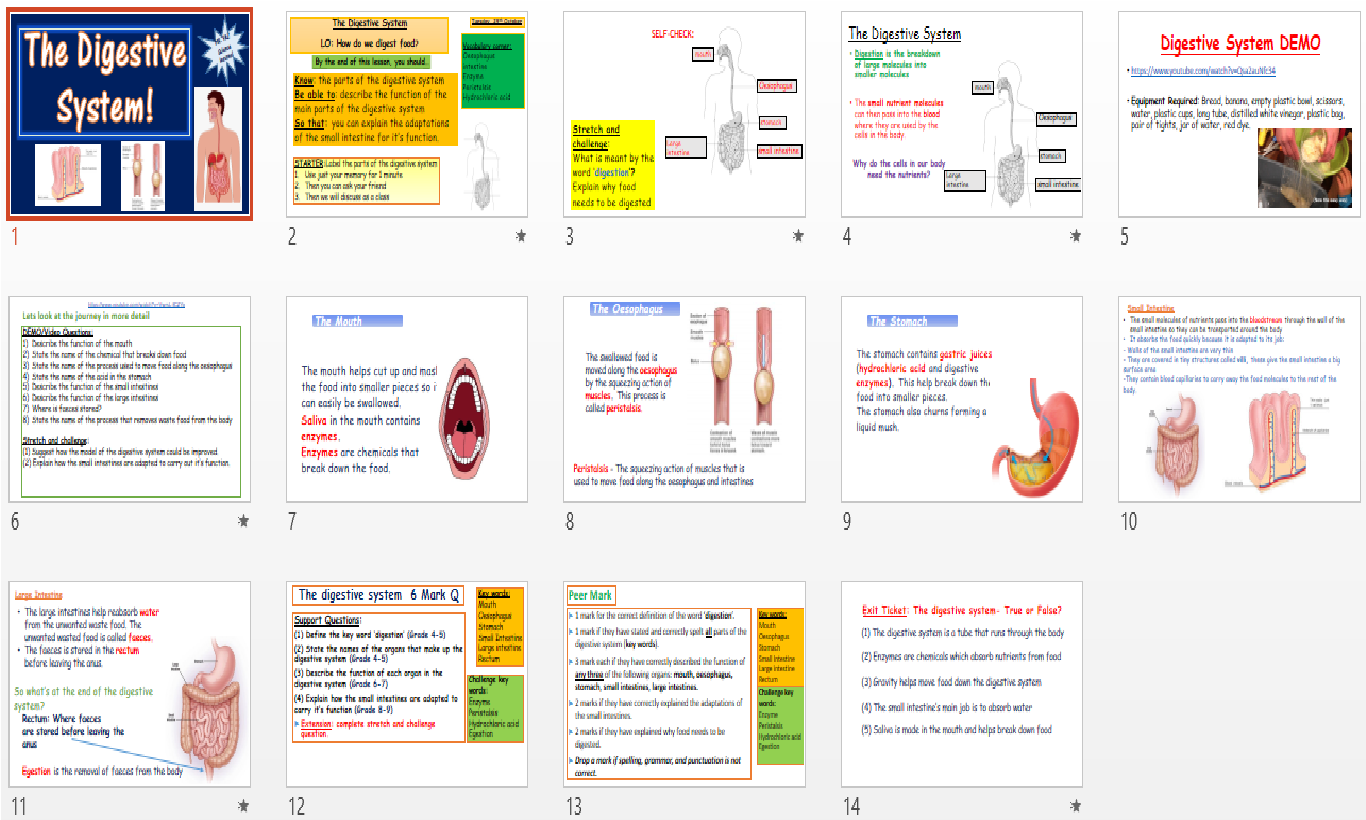 Parts Of The Digestive System Ks3 at Han Schmitt blog