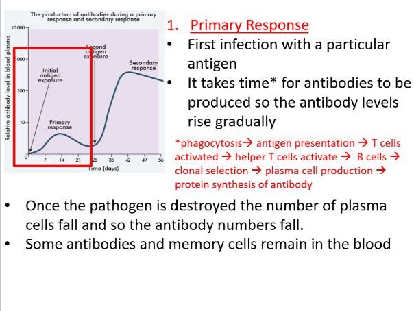 A Level Biology Immunity | Teaching Resources