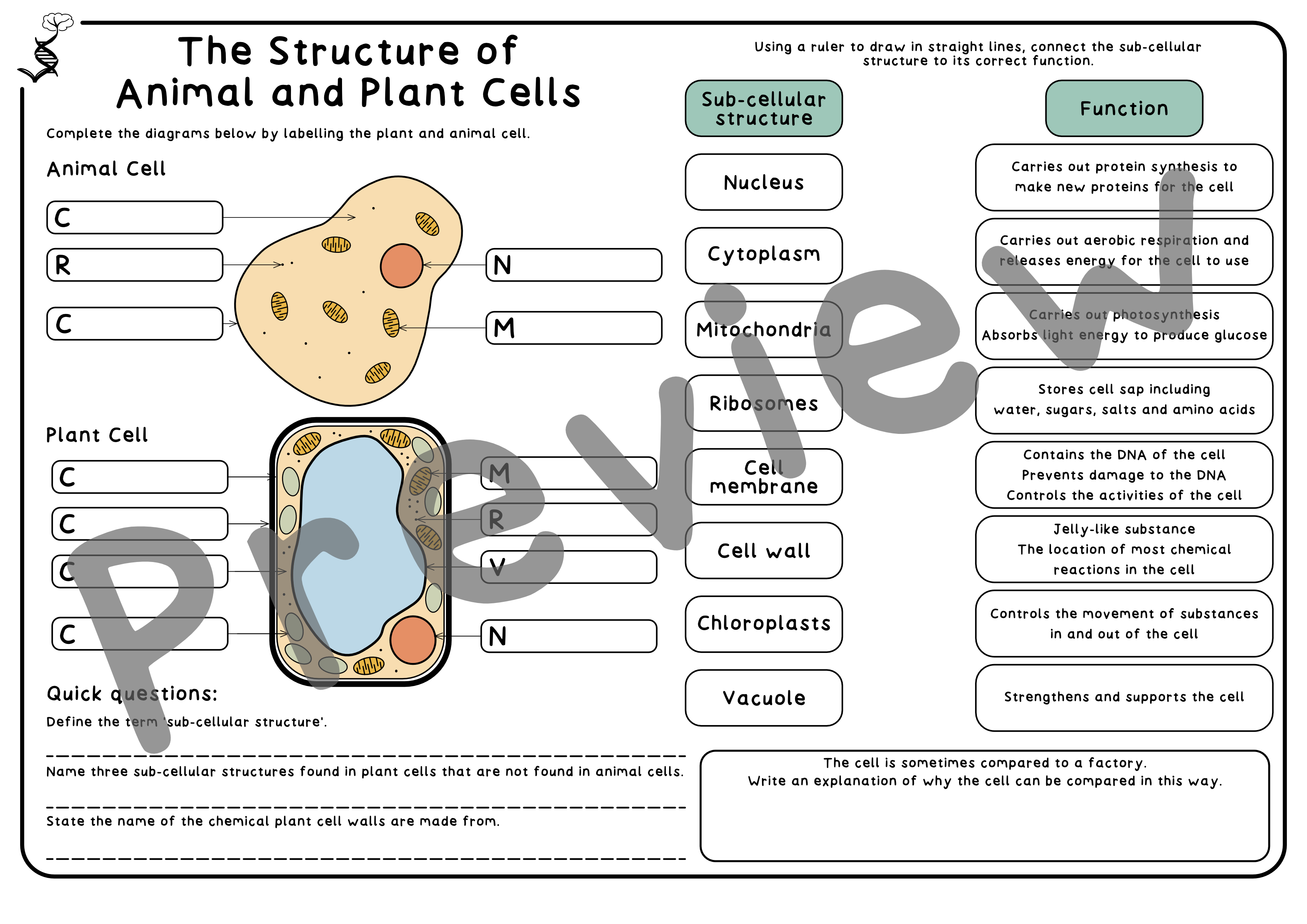 Animal and Plant Cell Structure | GCSE Biology | Teaching Resources