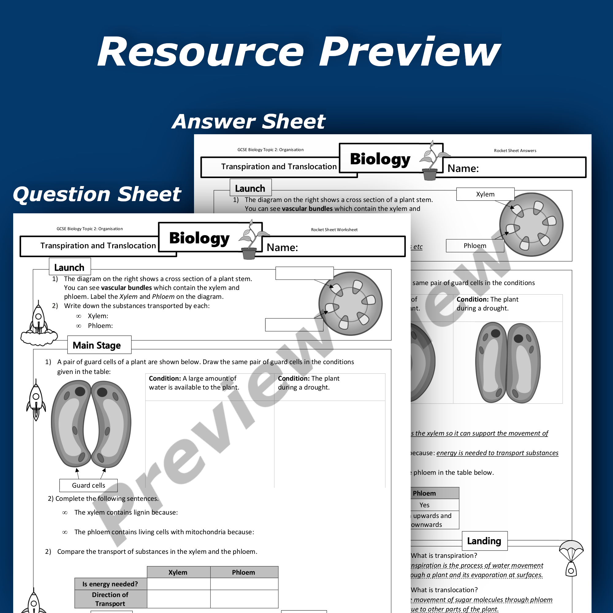 Transpiration and Translocation Home Learning Worksheet GCSE | Teaching ...