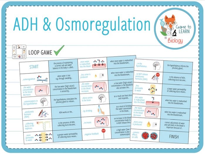 ADH and Osmoregulation - Loop Game (KS4/5) | Teaching Resources