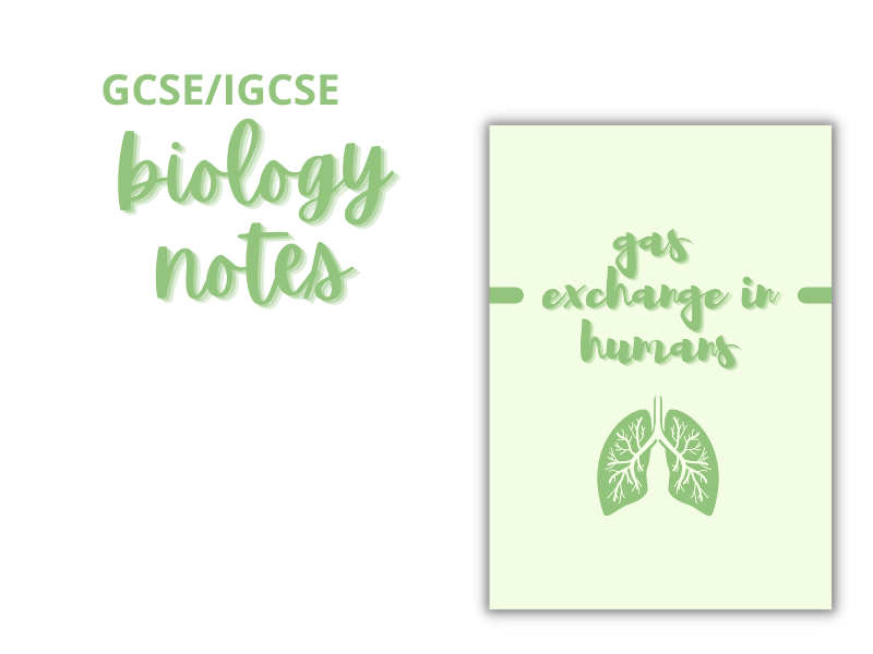 (FREE) GCSE/IGCSE Biology Notes - Gas Exchange in Humans | Teaching ...