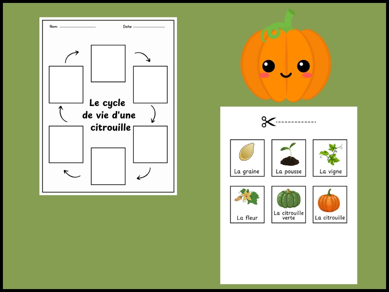 French Pumpkin Life Cycle - Le cycle de vie d'une citrouille - French ...
