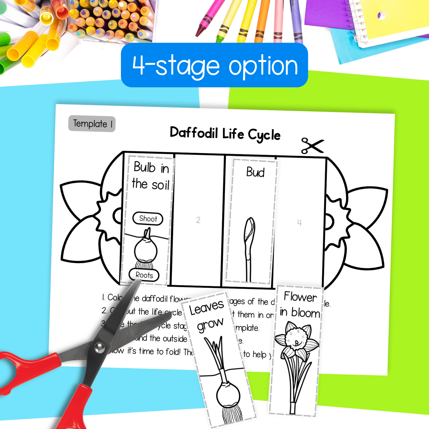 Life cycle of a daffodil flower spring science foldout activity KS1 KS2 ...