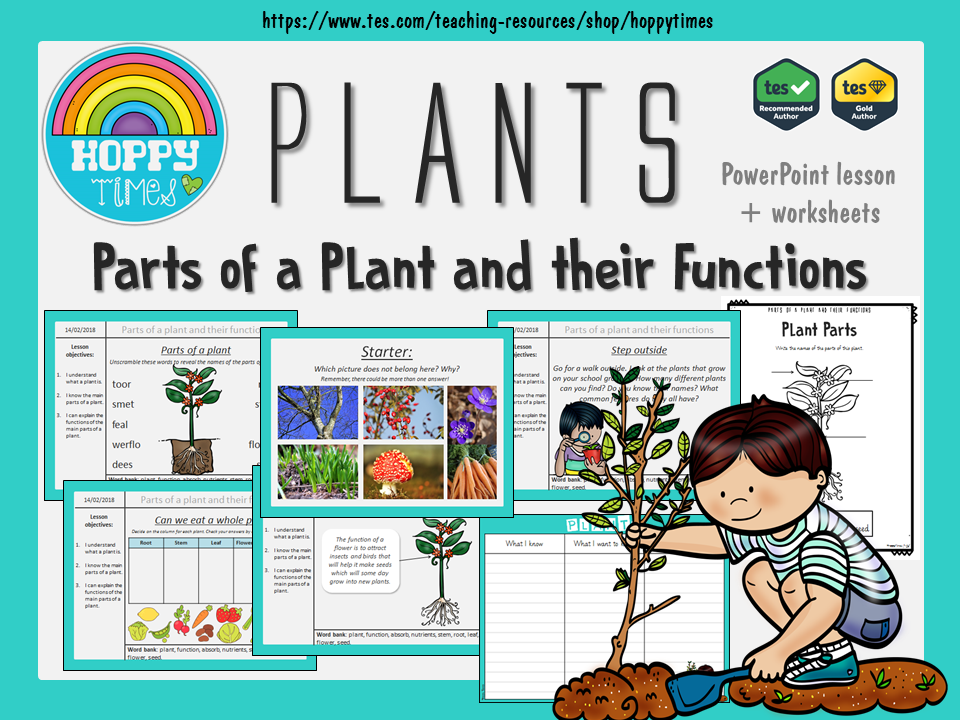 Parts Of A Plant Lesson Teaching Resources