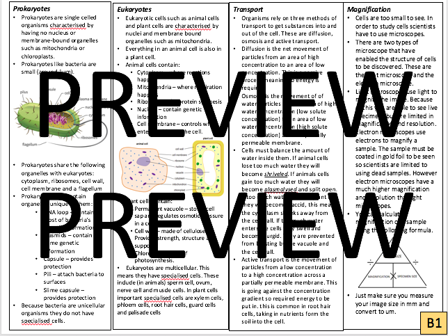 AQA B1 Cells and B2 Cell Differentiation Knowledge Organiser | Teaching ...