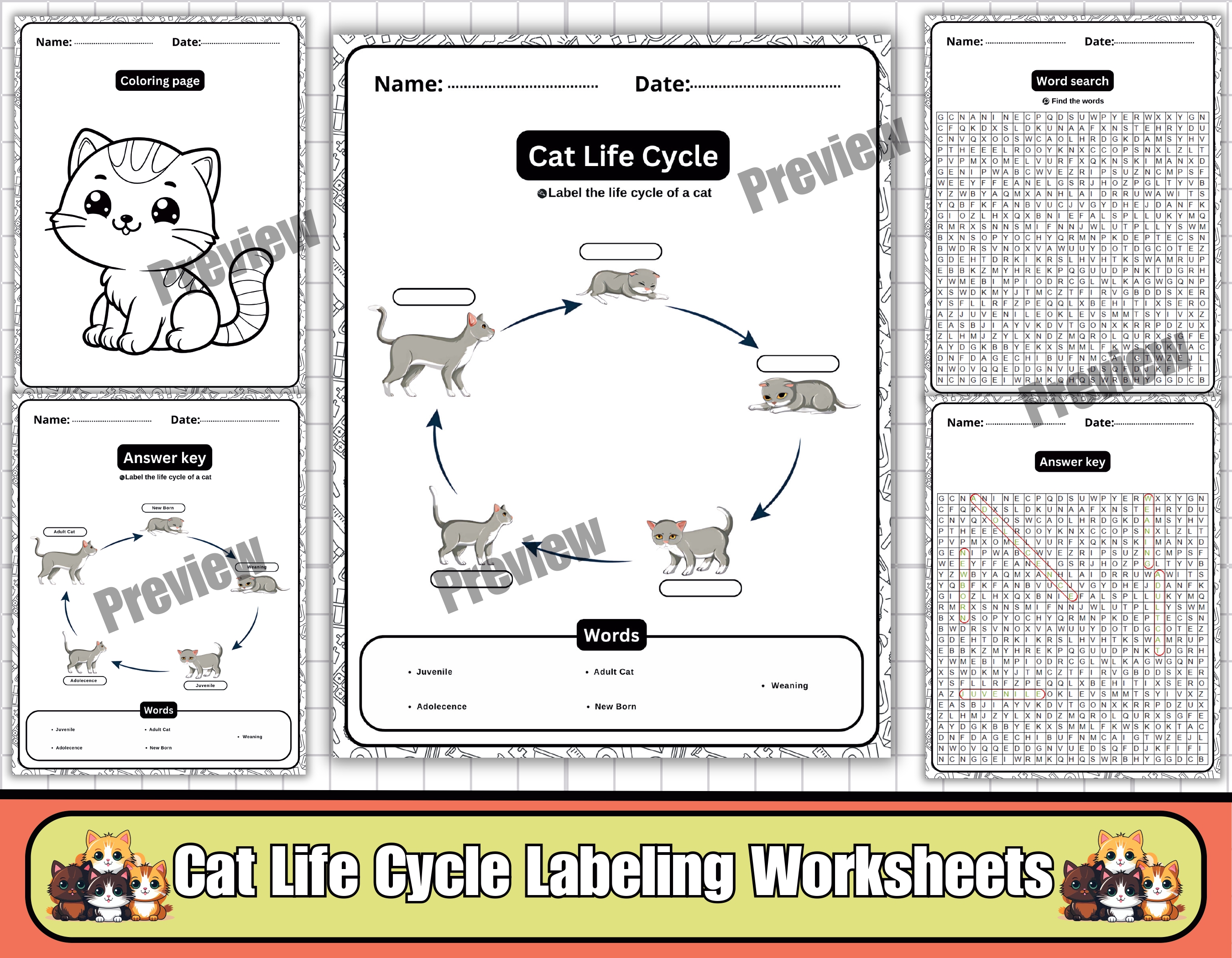 Cat Life Cycle – Labeling Diagram Worksheets, Coloring Page & Word
