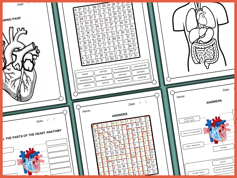 Human Heart Anatomy | Circulatory System | Labeling & Coloring ...