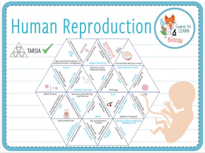 Human Reproduction - 13x Activities and Games (KS3/4) | Teaching Resources