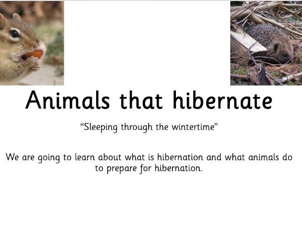 CFE Early Level Hibernation | Teaching Resources