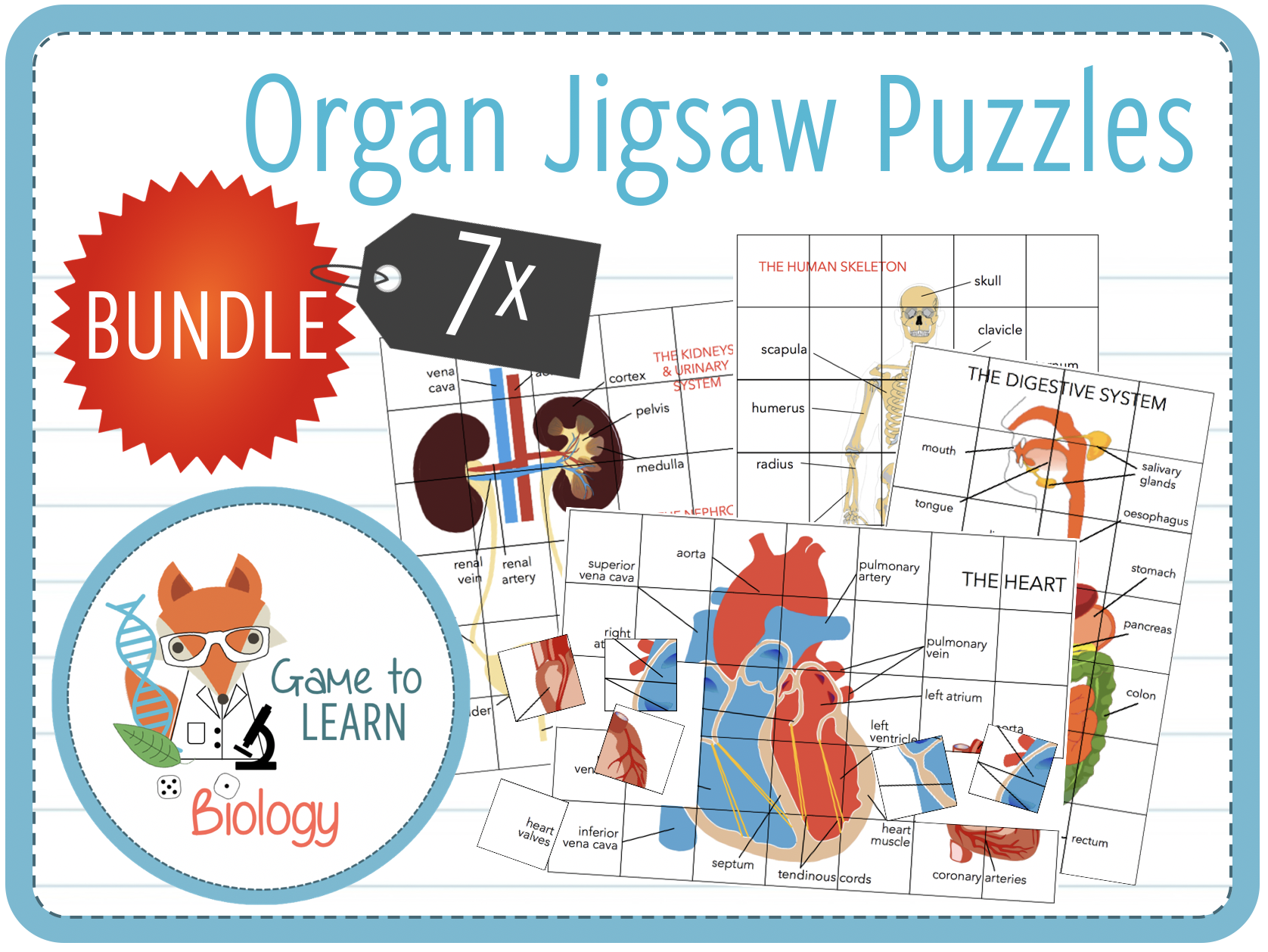 Human Organs - 7x Jigsaw Puzzles (KS3/4) | Teaching Resources