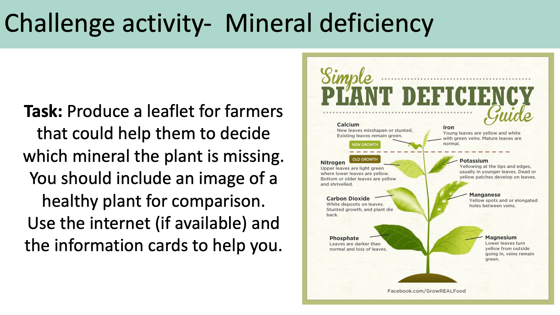 How Do Minerals Help Plants at Carla Armour blog