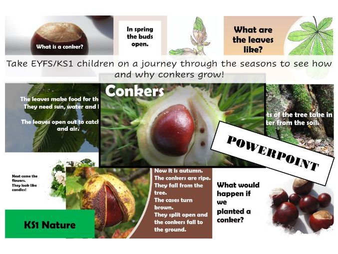 Autumn Leaves/Conkers PowerPoint Bundle | Teaching Resources