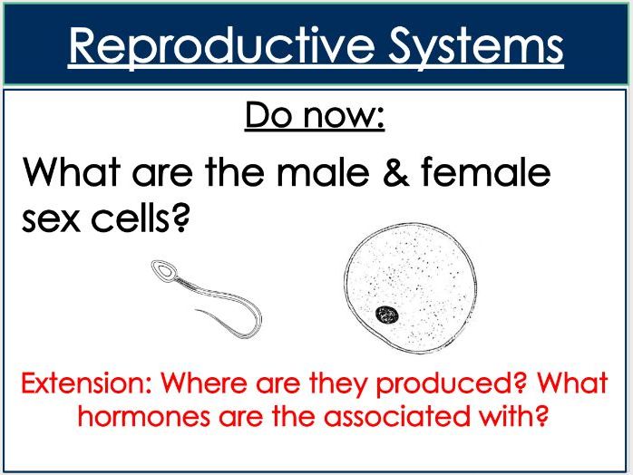 Reproduction and variation lesson 5 - Reproductive systems | Teaching ...