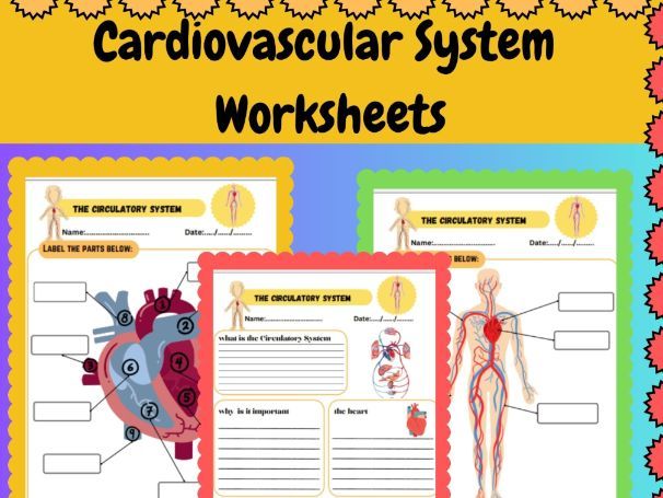 Human Body Systems | Cardiovascular System | Worksheets and activities ...