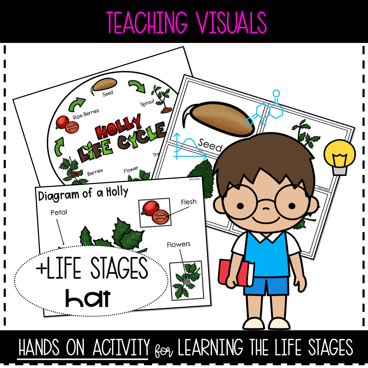 Holly Life Cycle l All about Holly Plants l Christmas Plant Lifecycle ...
