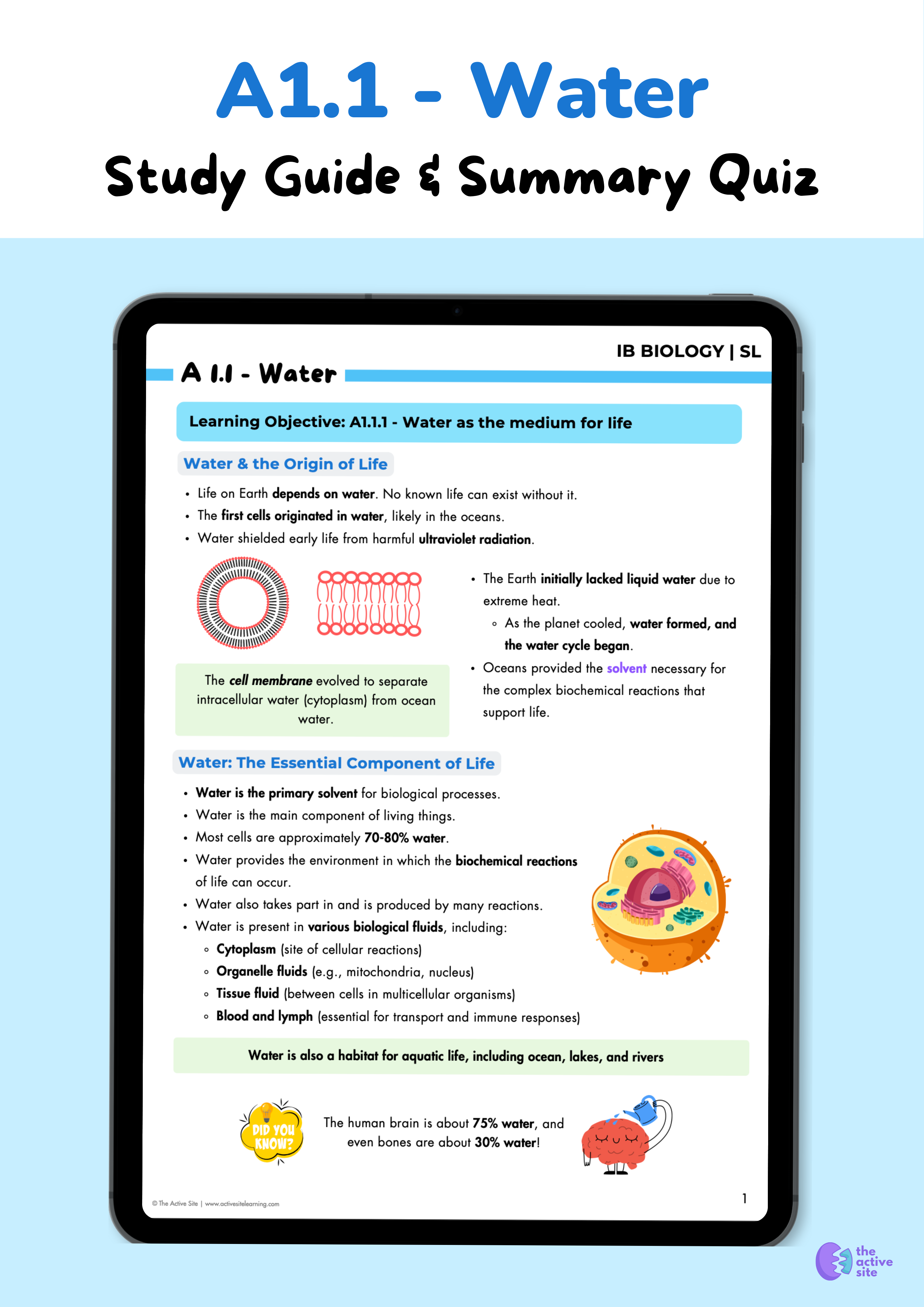 IB Biology SL A1.1 Water Study Guide & Summary Quiz (New Syllabus Notes ...