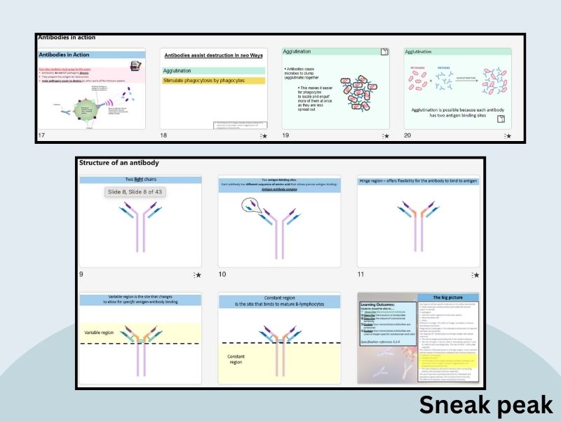 Antibodies – AQA A-Level Biology (Chapter 5: Cell Recognition and the ...
