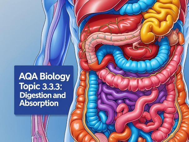 AQA A-level biology 3.3 Exchange pt2 3.3.3 Digestion and absorption ...