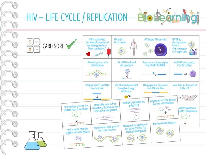 HIV Life Cycle - Card Sort (KS5) | Teaching Resources