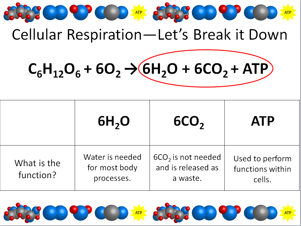 Respiration Steps