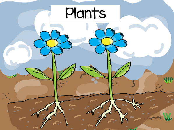 Primary primary science teaching resources: Plants | TES