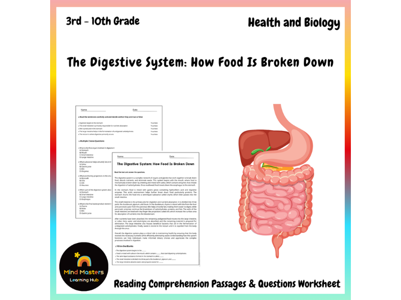 The Digestive System: How Food Is Broken Down Reading Comprehension ...