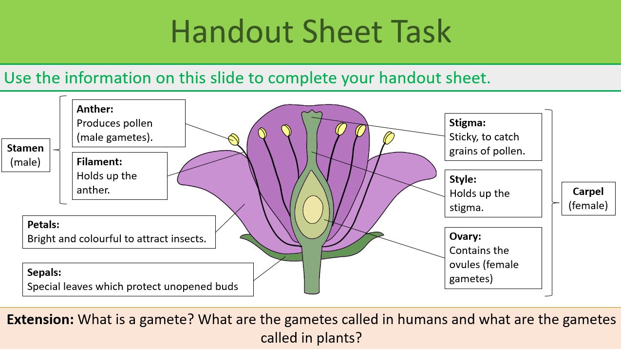 Flowers and Pollination ~ KS3 ~ Year 7 | Teaching Resources