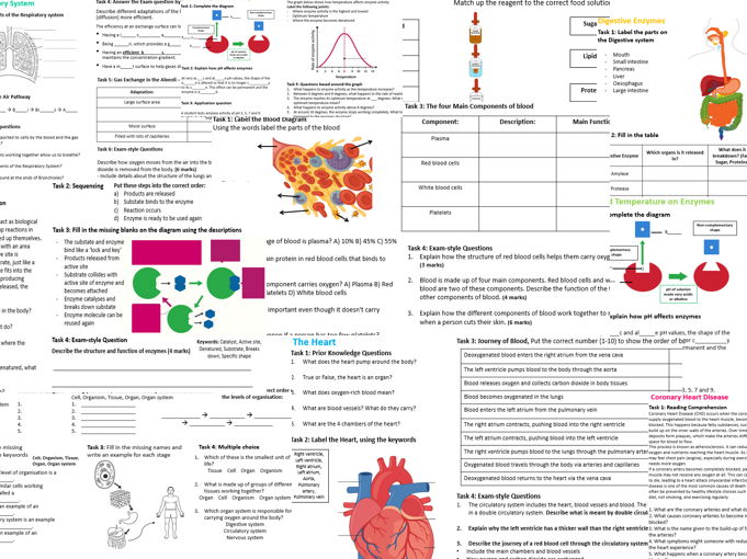 KS4 Organisation Bundle / Worksheets and Answer sheets | Teaching Resources