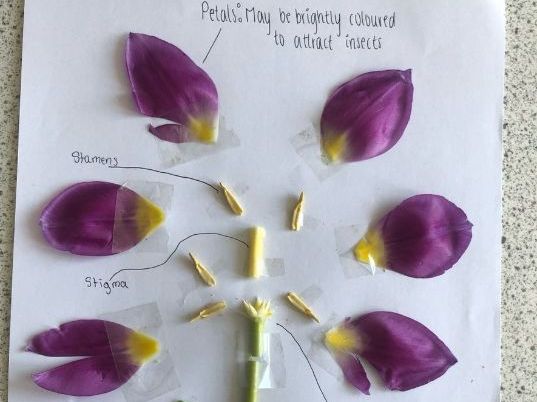 GCSE Parts Of A Flower And Dissection Lesson With Video Instructions GCSE Parts Of A Flower And Dissection Lesson With Video Instructions