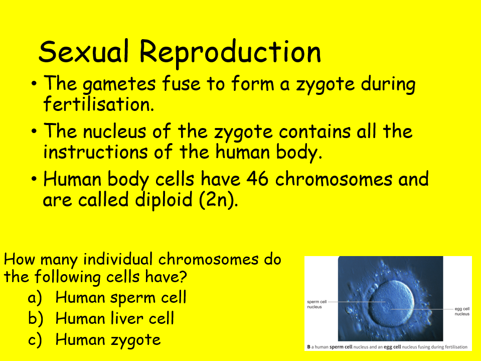 Edexcel CB3 SB3 Meiosis Complete Lesson - GCSE Biology/ Combined ...
