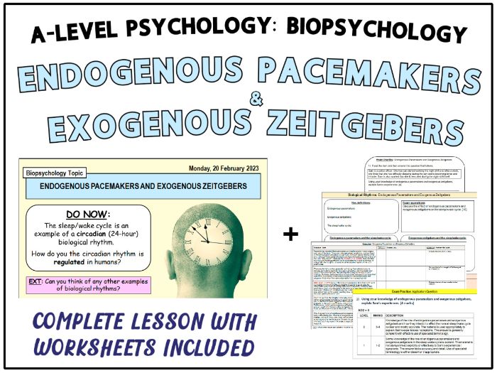 A-LEVEL PSYCHOLOGY - BIOPSYCHOLOGY [COMPLETE TOPIC - Includes Slides ...