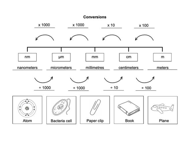 KS3 & KS4 Science (Biology) Conversions Worksheet | Teaching Resources