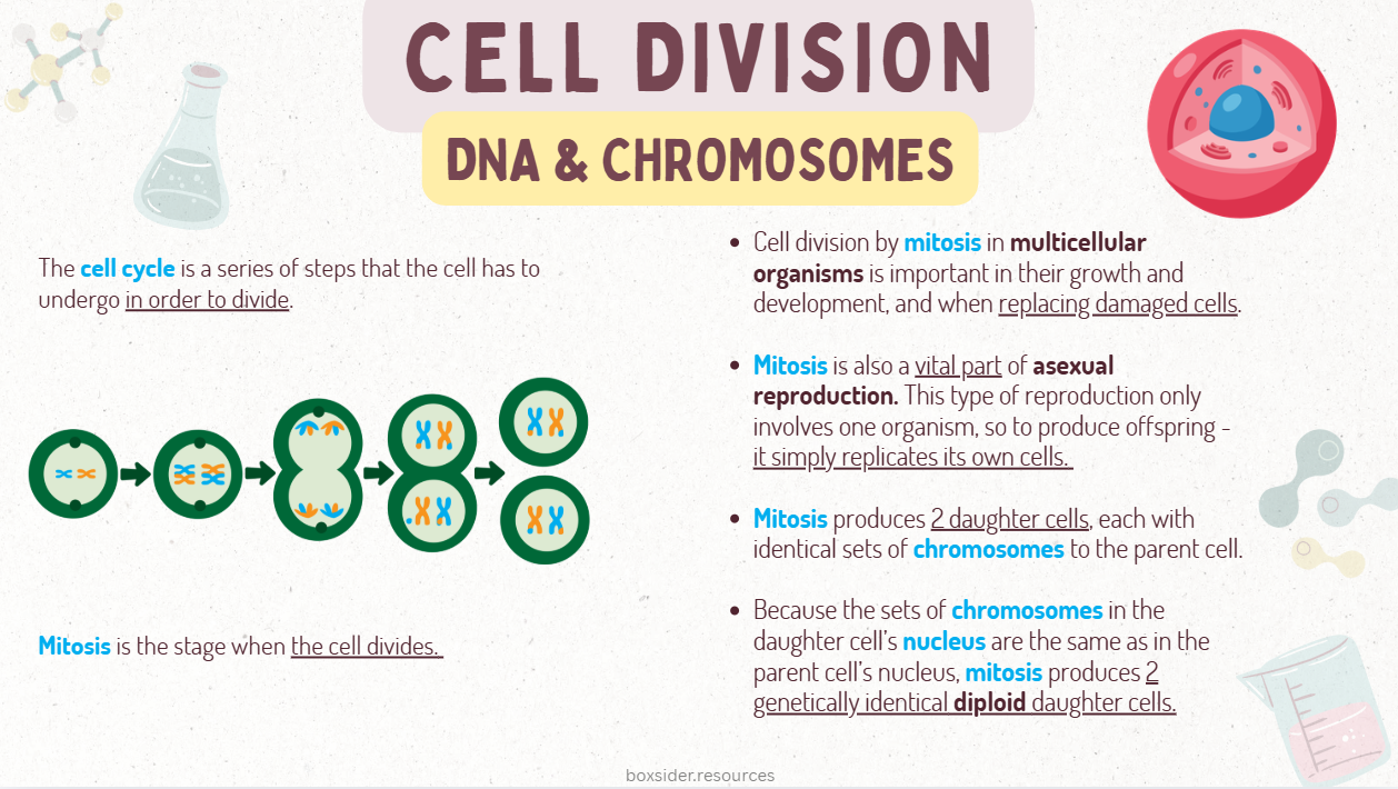 Edexcel GCSE Biology SB2 CB2 Cells and Control FULL Revision PowerPoint ...
