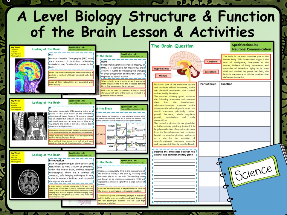 A Level Biology The Structure Function Of The Brain Lesson Teaching 
