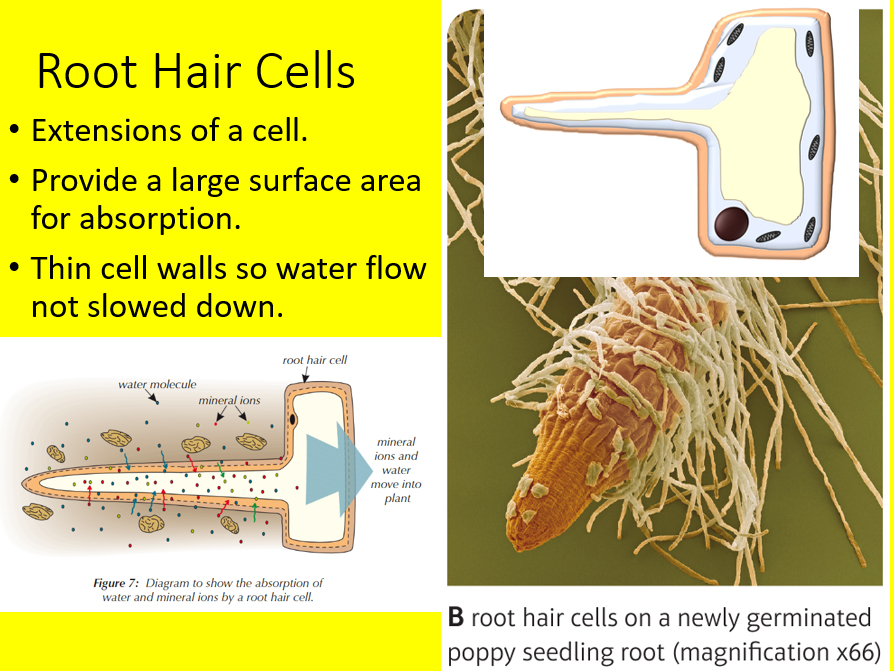 Edexcel CB6 SB6 Absorbing Water and Mineral Ions Complete Lesson - GCSE ...