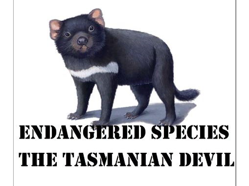Tasmanian Devil Endangered Species Workbook | Teaching Resources