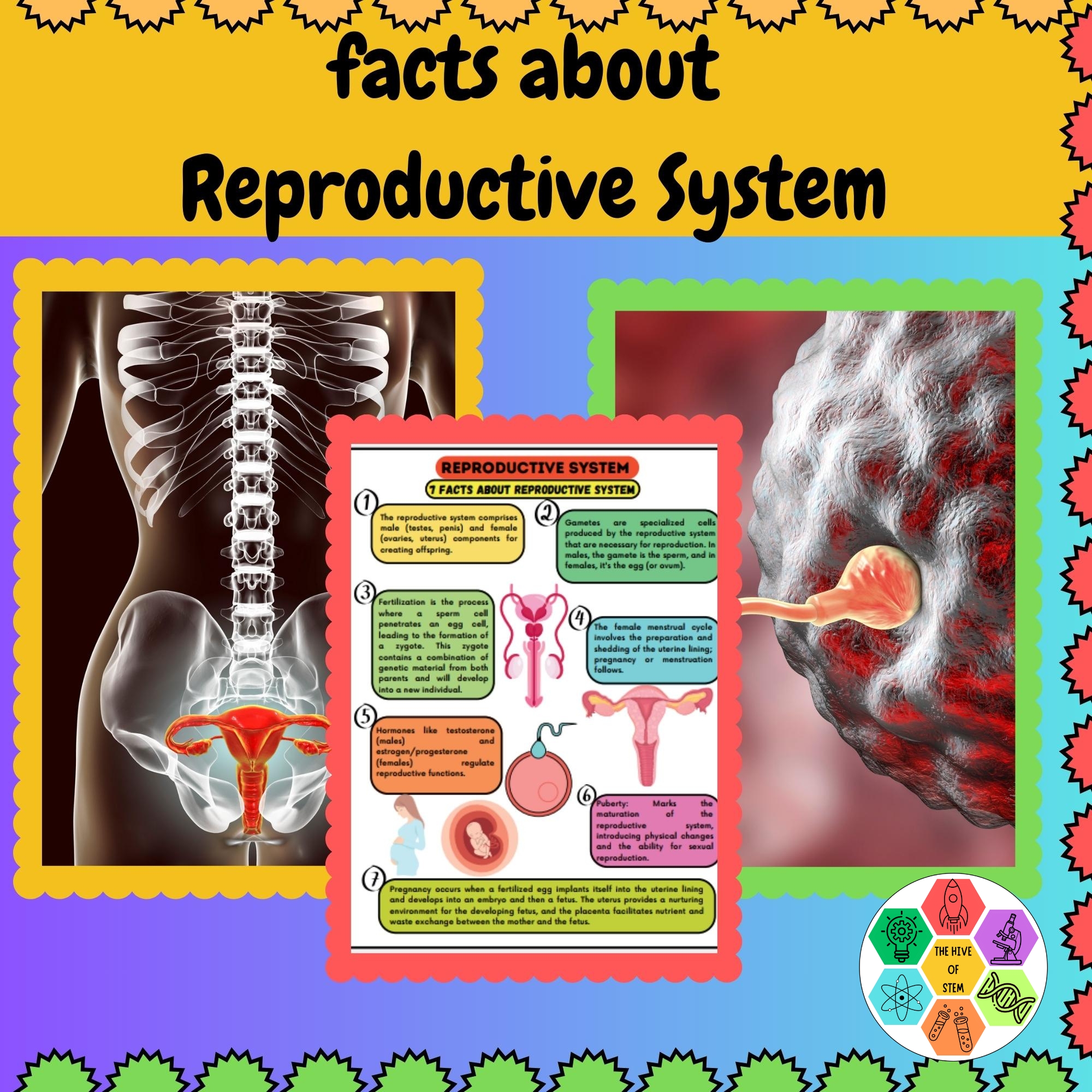 Human Body Systems | Facts About Reproductive System | Teaching Resources