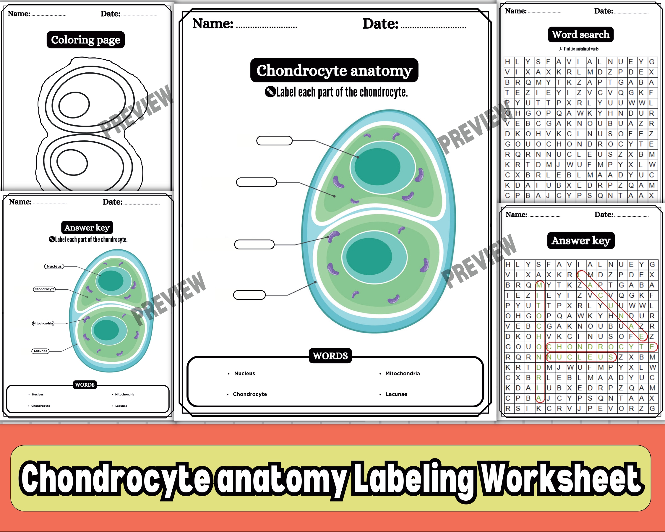 Chondrocyte Anatomy-Labeling Diagram Worksheet,Word Search & Coloring ...