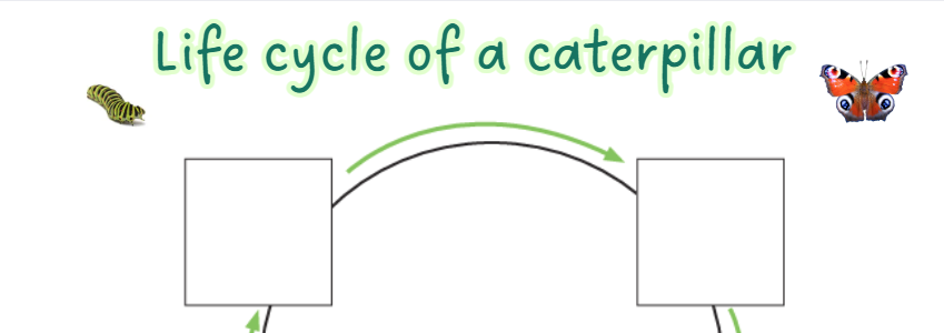 Caterpillar life cycle | Teaching Resources